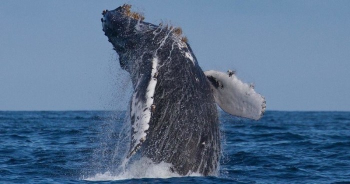 Moss Landing Whale Watching Monterey | Fast Raft Ocean Safaris