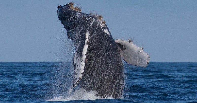 Moss Landing Whale Watching Monterey | Fast Raft Ocean Safaris