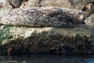 Moss Landing Whale Watching Monterey | Fast Raft Ocean Safaris