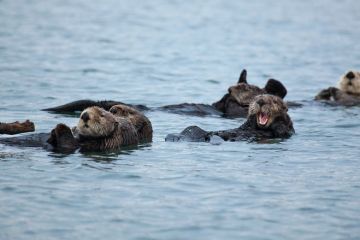 Monterey Ocean Safari | Fast Raft Ocean Safaris