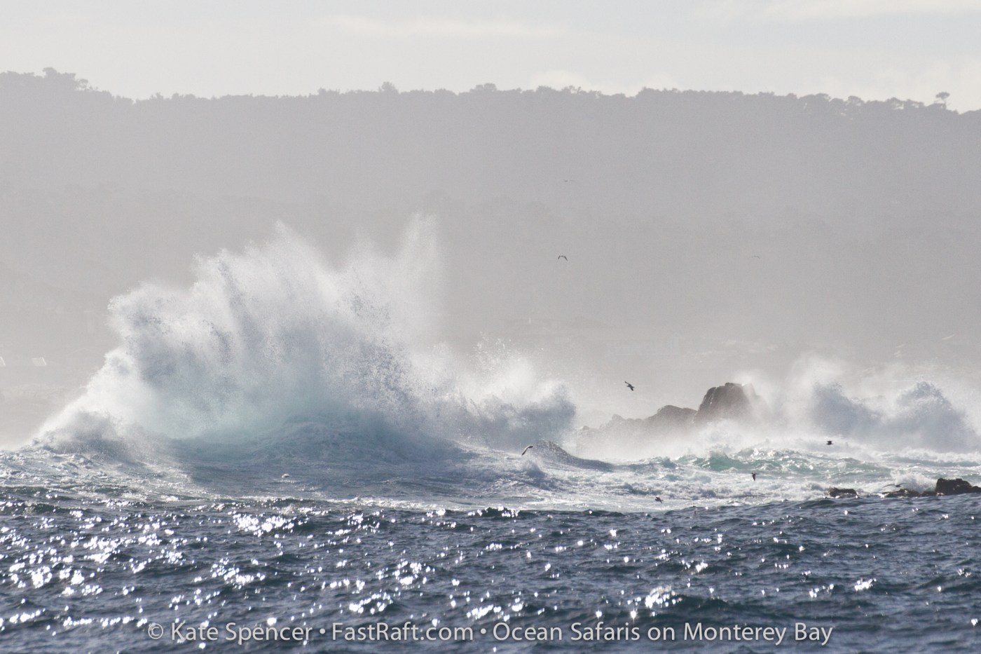 Monterey Ocean Safari | Fast Raft Ocean Safaris