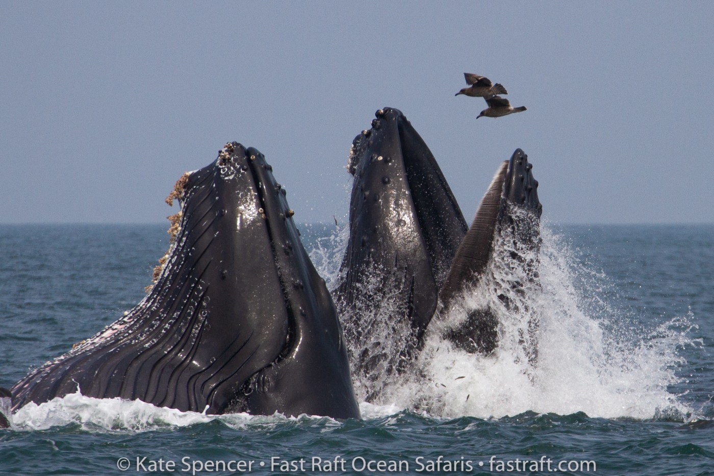 Private Charter from Moss Landing | Fast Raft Ocean Safaris