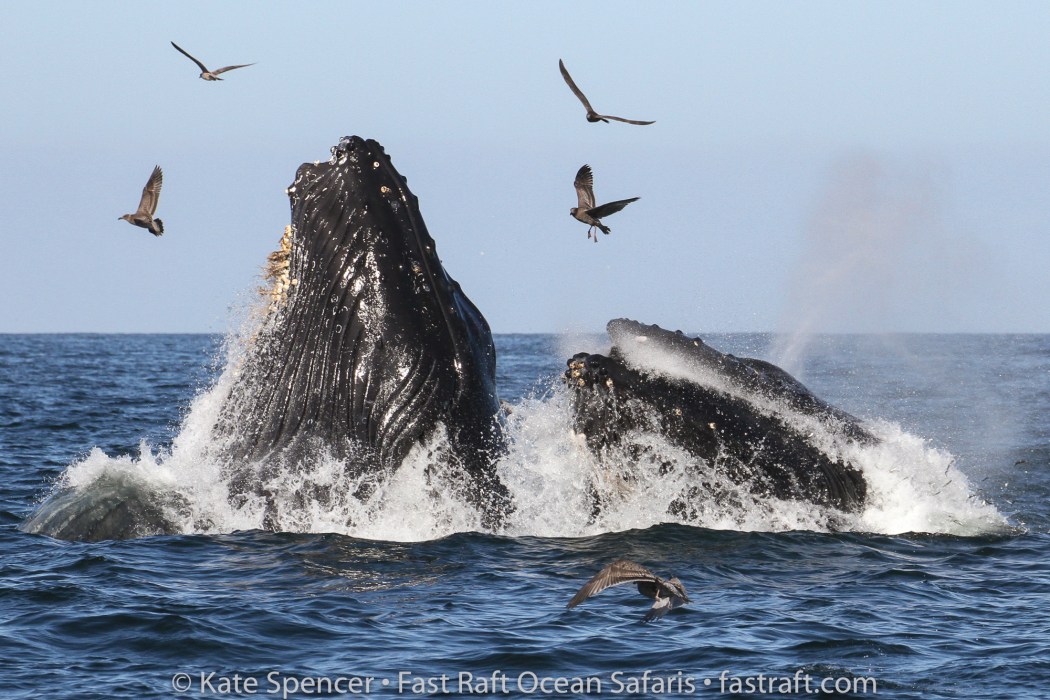 Gallery | Fast Raft Ocean Safaris