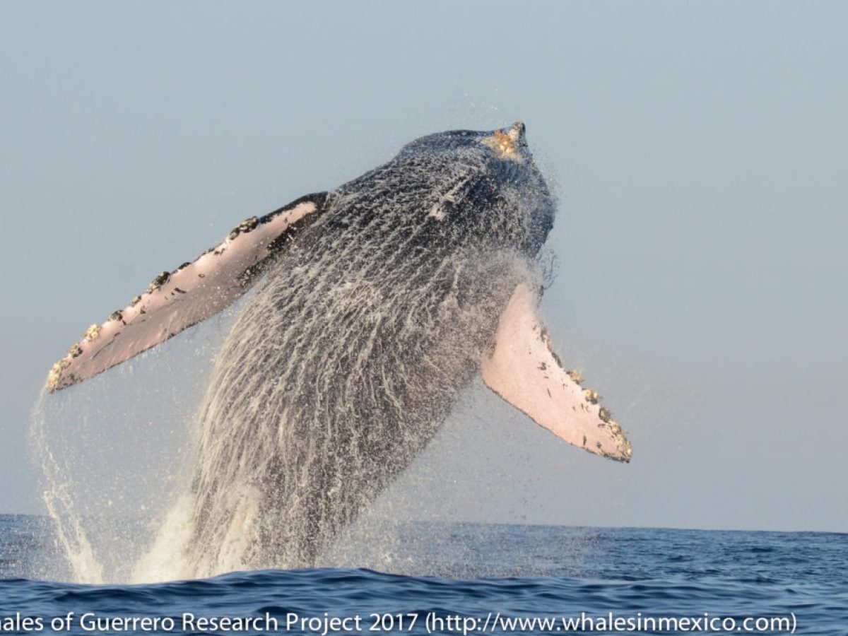 Fast Raft Ocean Safaris | Monterey Bay Whale Watching Boat Tours